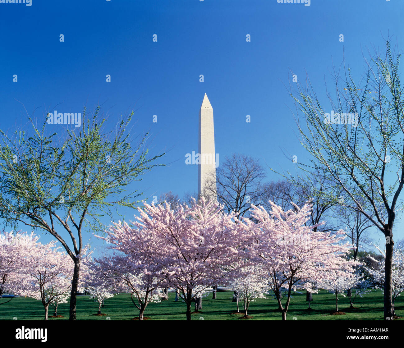 George washington cherry tree hi-res stock photography and images - Alamy