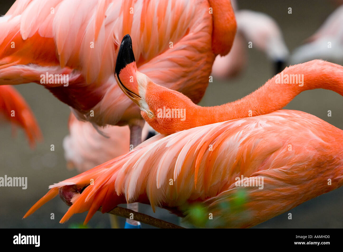 American Flamingo Phoenicopterus ruber Stock Photo - Alamy