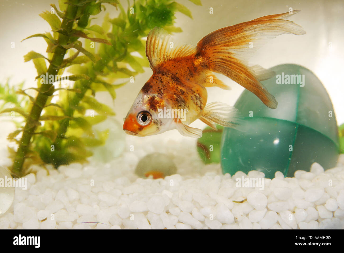 Veiltail Goldfish Black