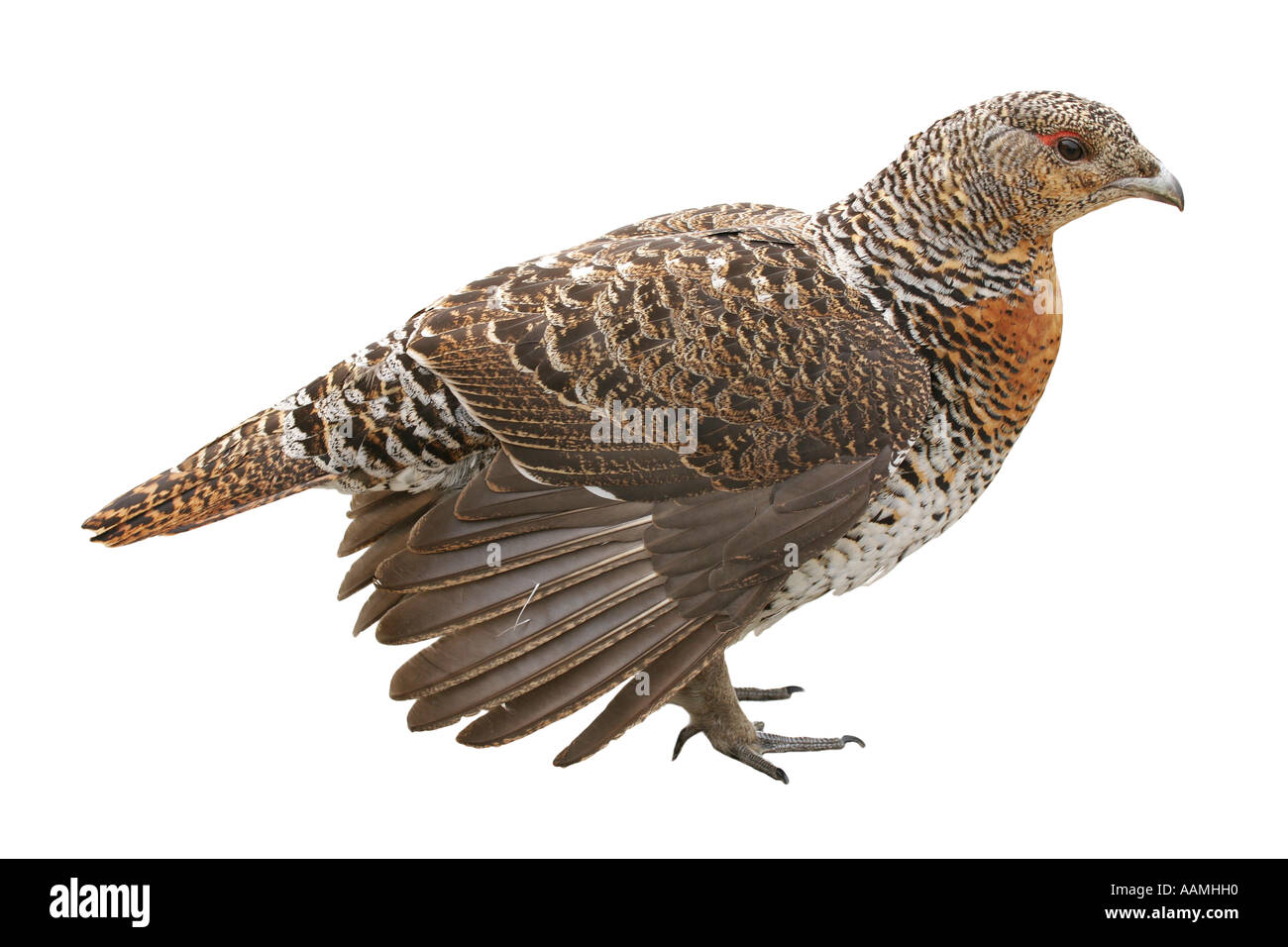 Grouse hen on white background Stock Photo - Alamy
