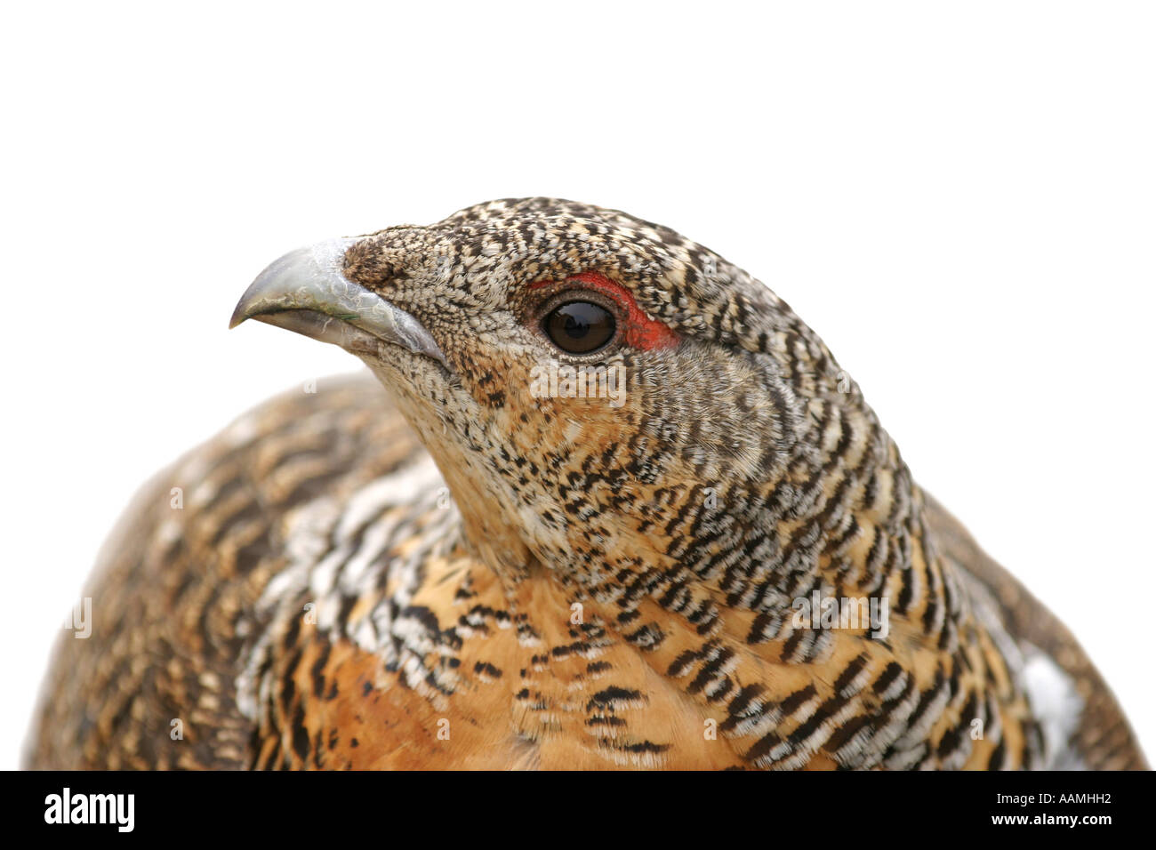 Grouse hen on white background Stock Photo - Alamy