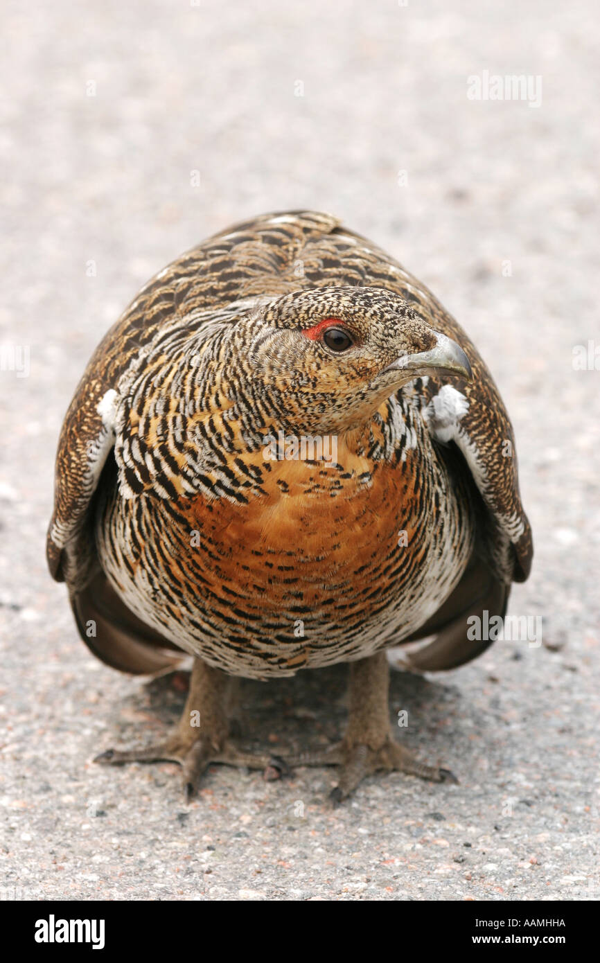 Head on view of a Grouse hen standing on asphalt Stock Photo - Alamy
