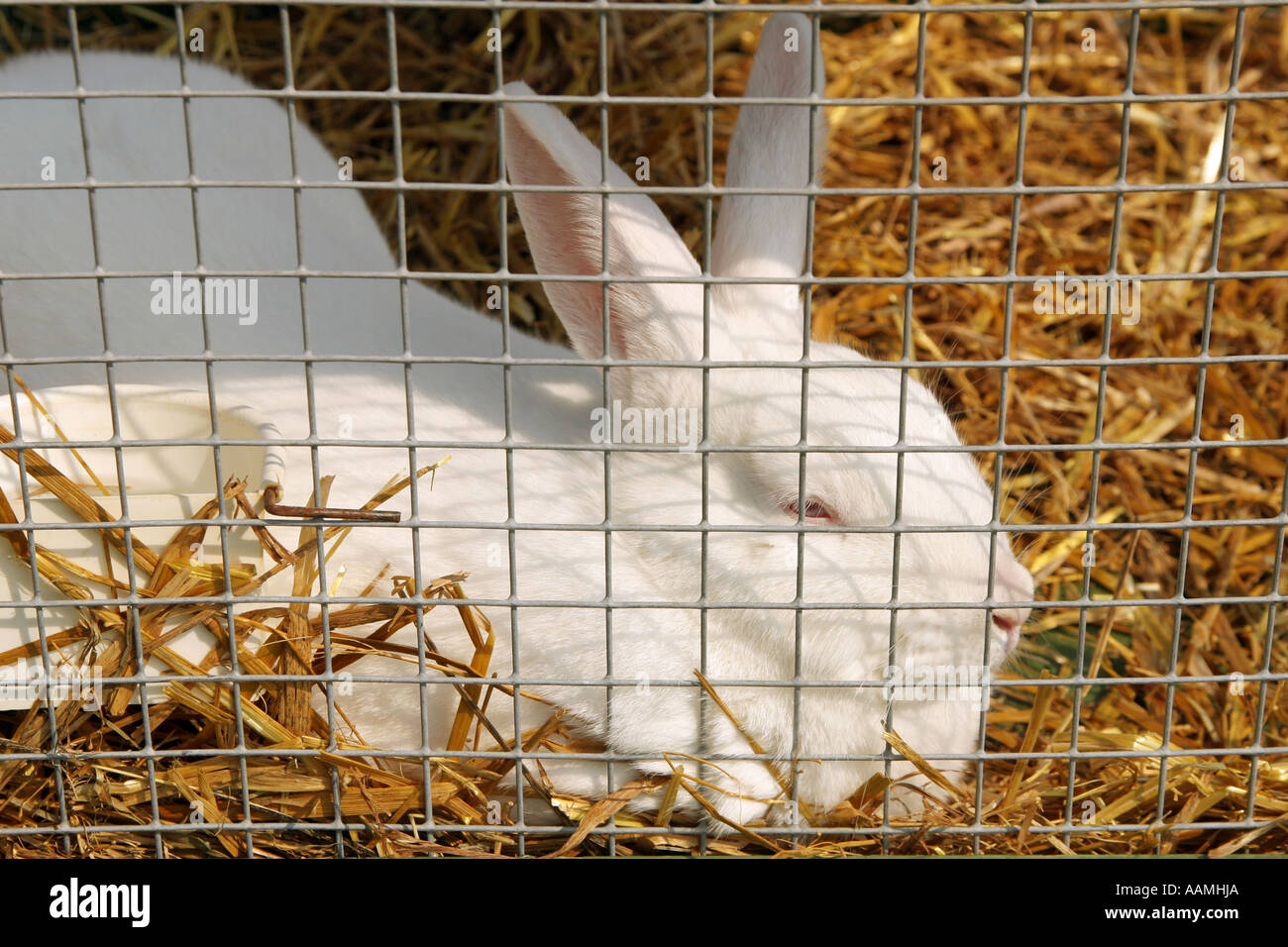 White rabbit in a cage Stock Photo - Alamy