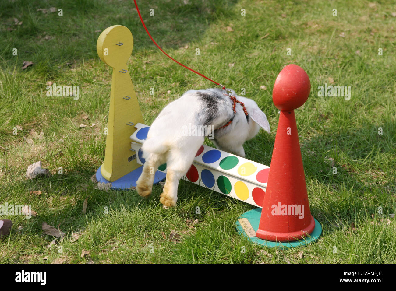 Rabbit competing in an agility jumping contest Stock Photo - Alamy
