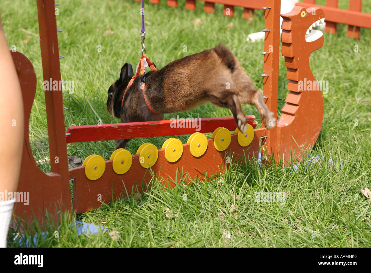 Rabbit competing in an agility jumping contest Stock Photo - Alamy