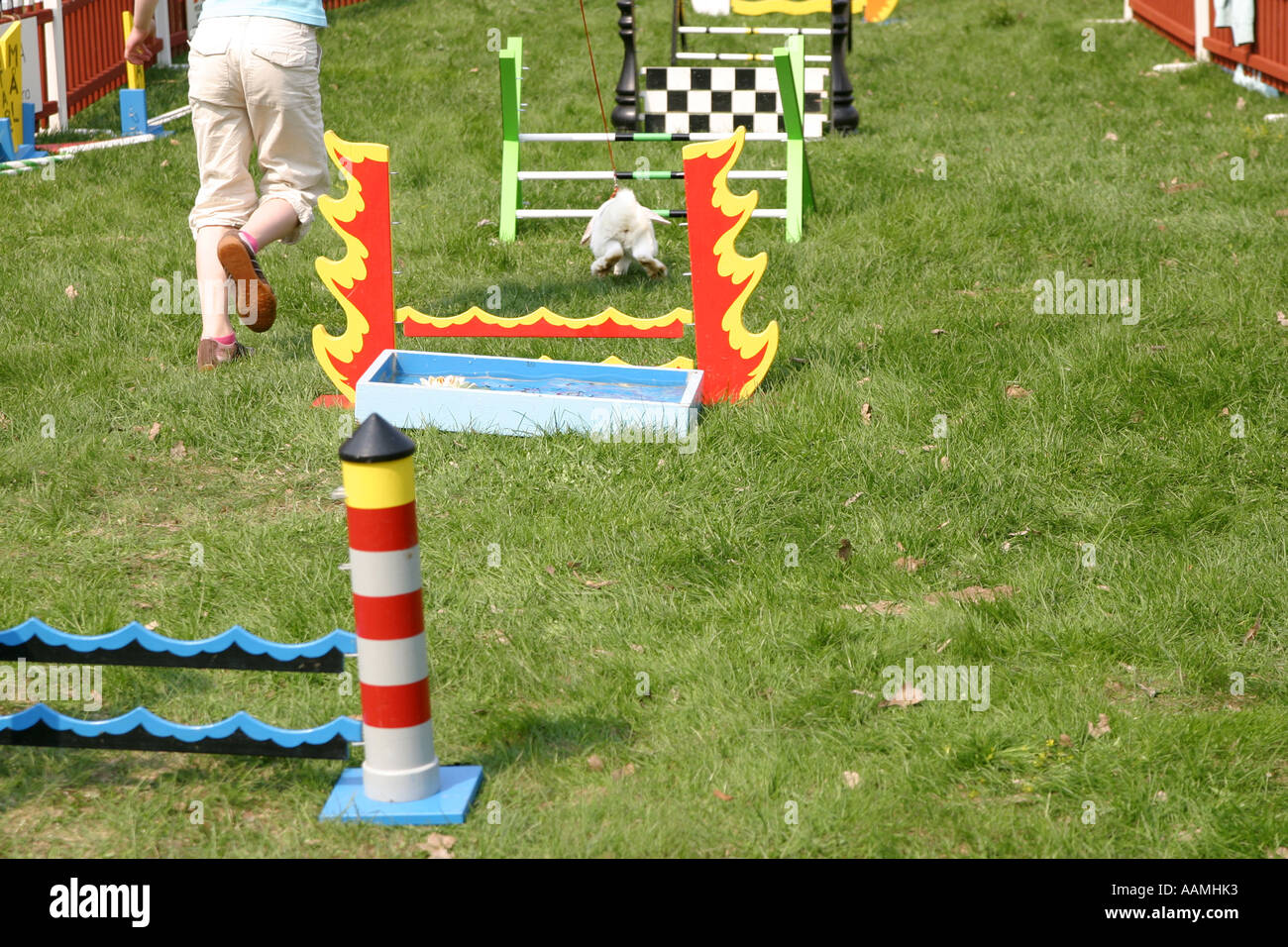 Rabbit competing in an agility jumping contest Stock Photo - Alamy