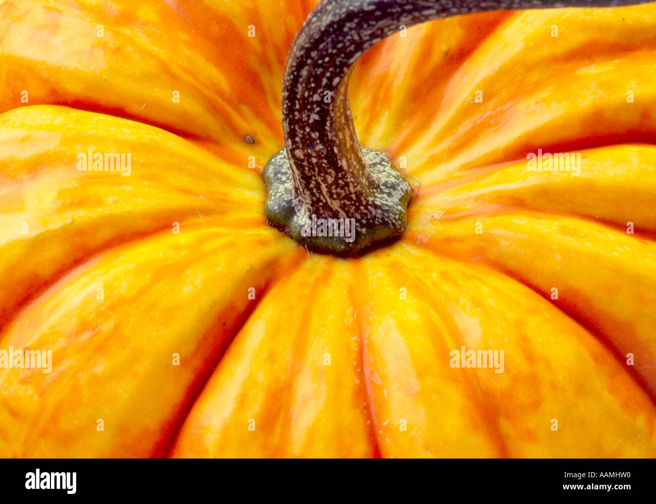 How to pumpkin hi-res stock photography and images - Alamy