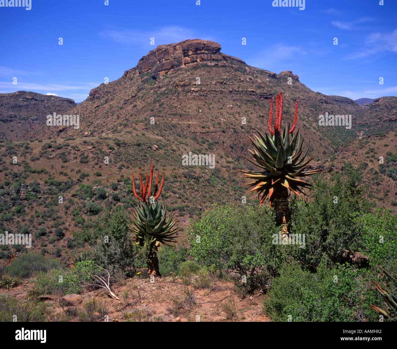 Aloe in flower hi-res stock photography and images - Alamy