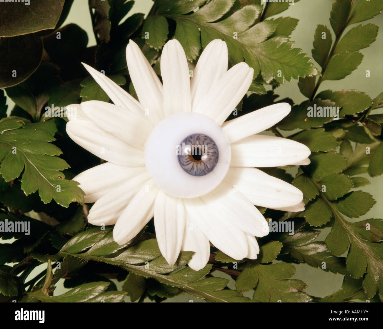 Eyeball flower hi-res stock photography and images - Alamy