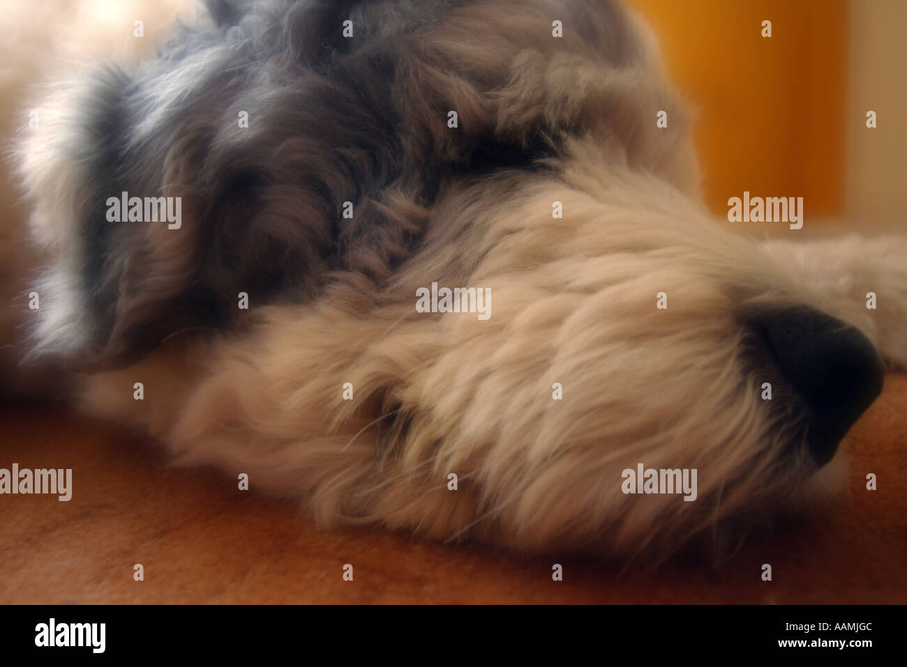Old English Sheep Dog.(cut short Stock Photo - Alamy
