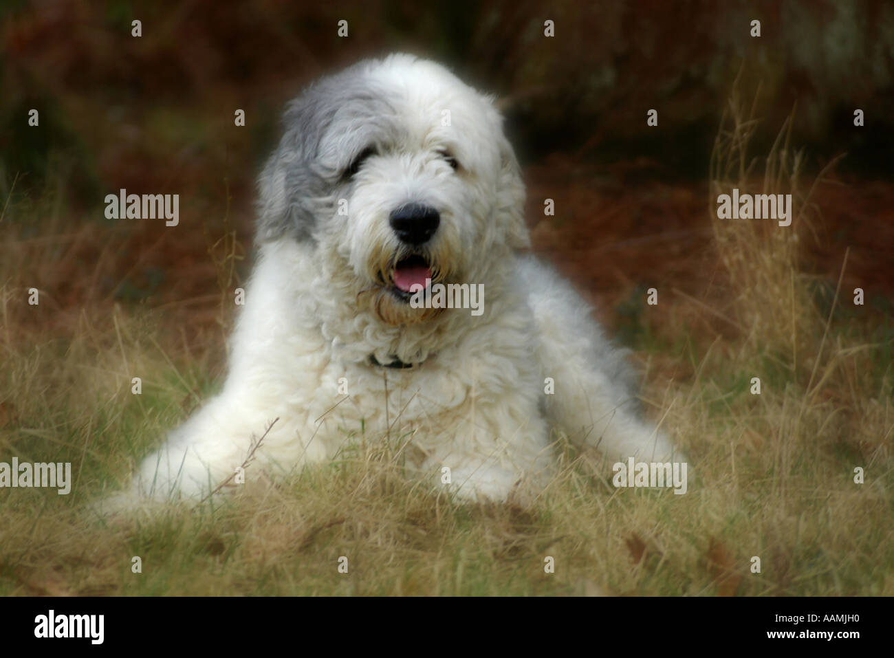 Old English Sheep Dog.(cut short Stock Photo - Alamy