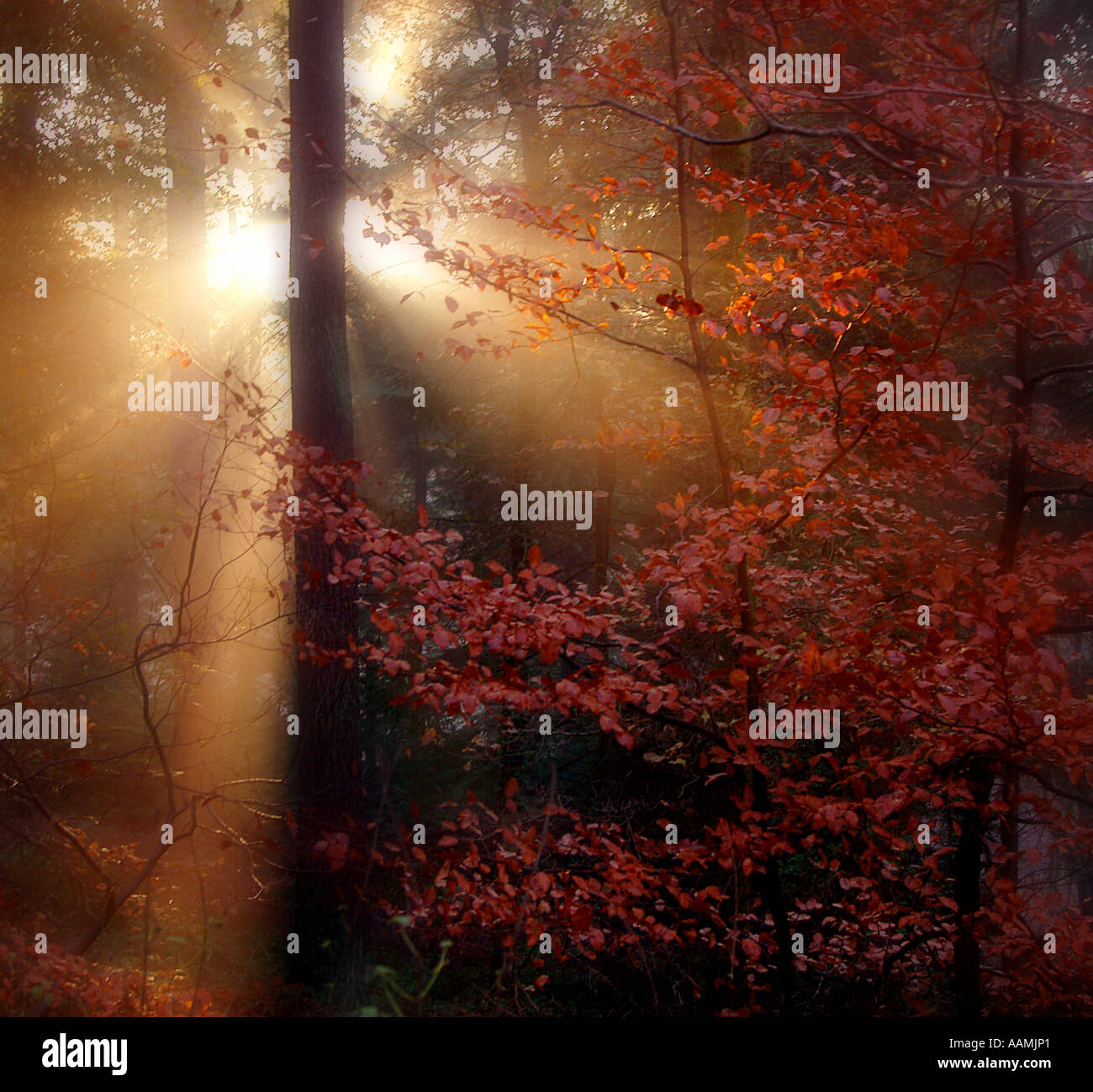 Sunlight through trees hi-res stock photography and images - Alamy