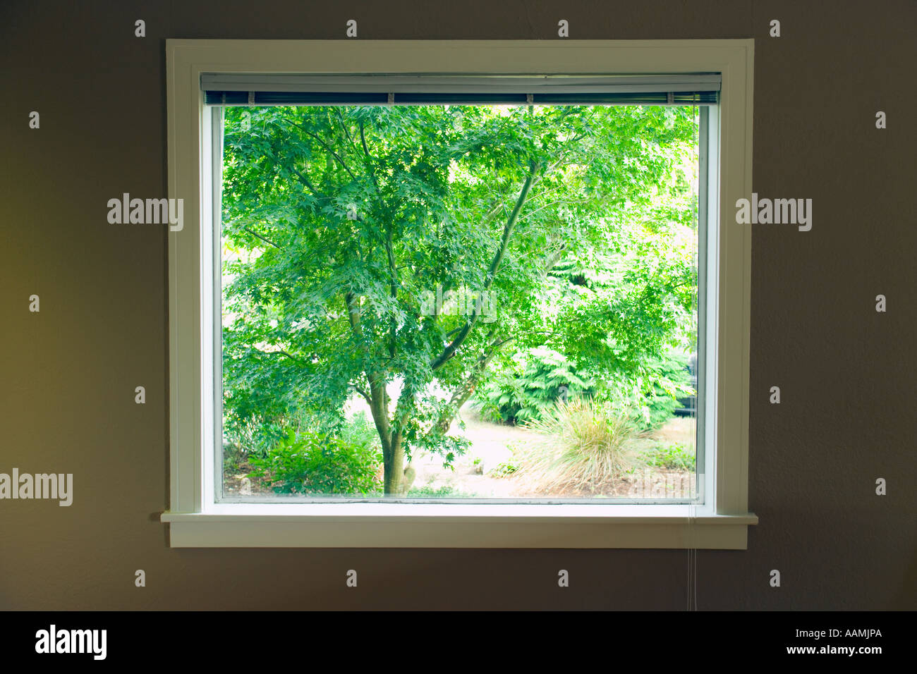 View out window to back yard Stock Photo - Alamy