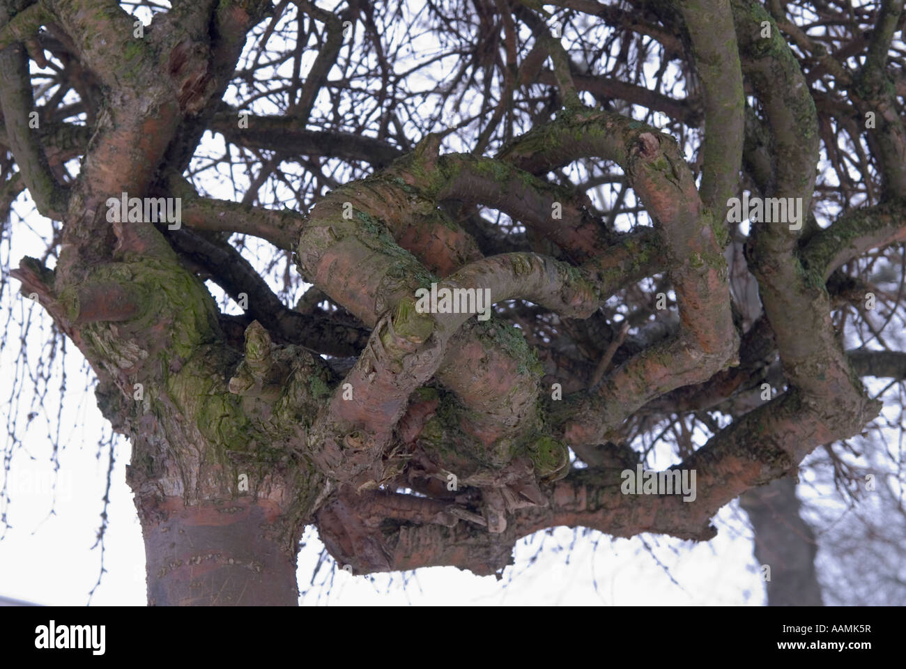 Branch knot hi-res stock photography and images - Alamy