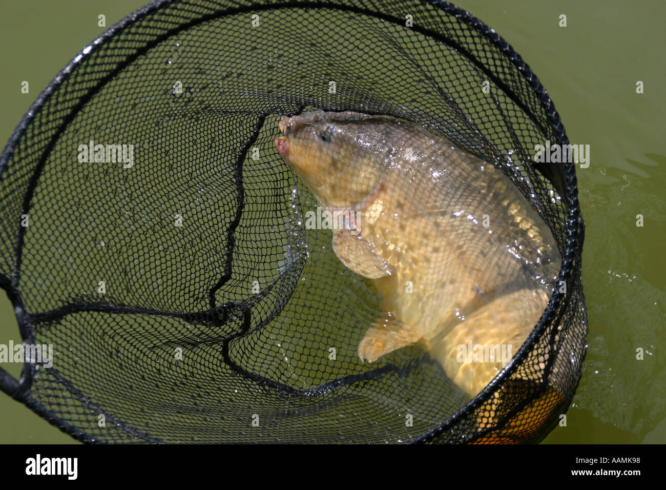 Carp caught in a landing net at a lake near Daventry England Stock ...