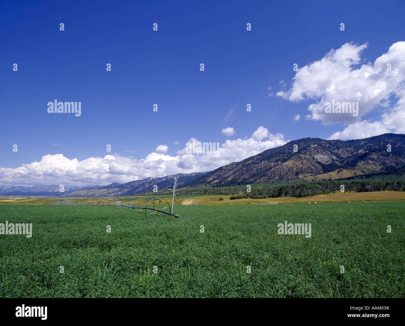 Lateral line system hi-res stock photography and images - Alamy