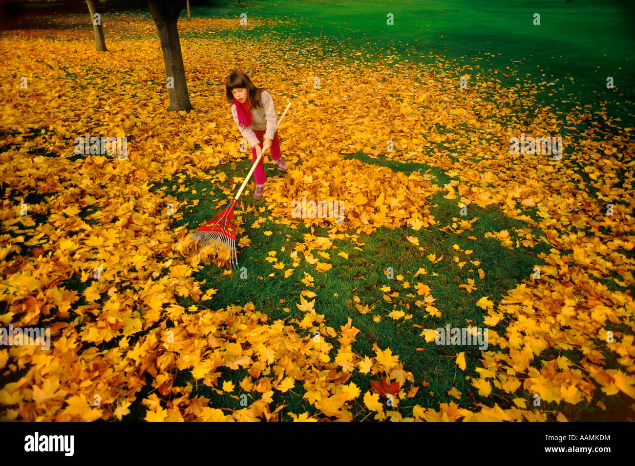 girl raking autumn leaves Seattle Washington USA Stock Photo - Alamy
