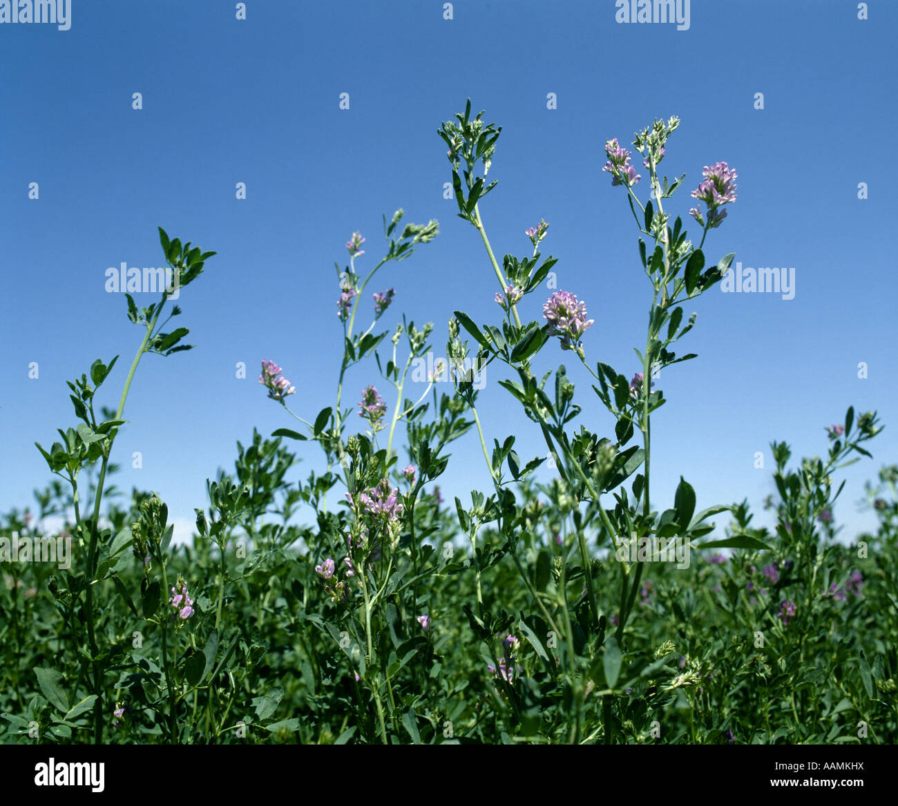 ALFALFA READY FOR 2ND CUTTING W OF EATON CO Stock Photo - Alamy