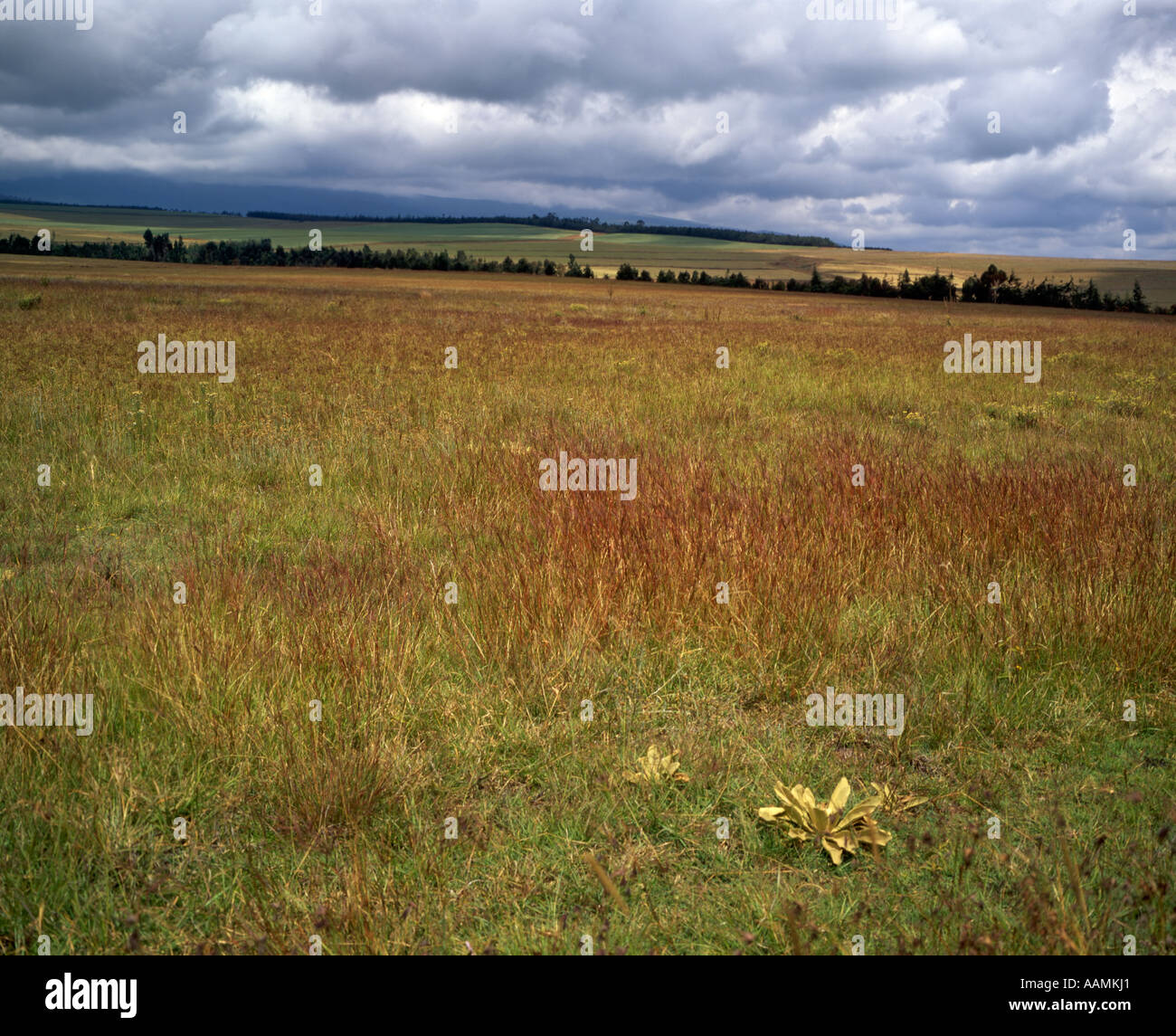 Farming, Central Highlands, Kenya Stock Photo - Alamy