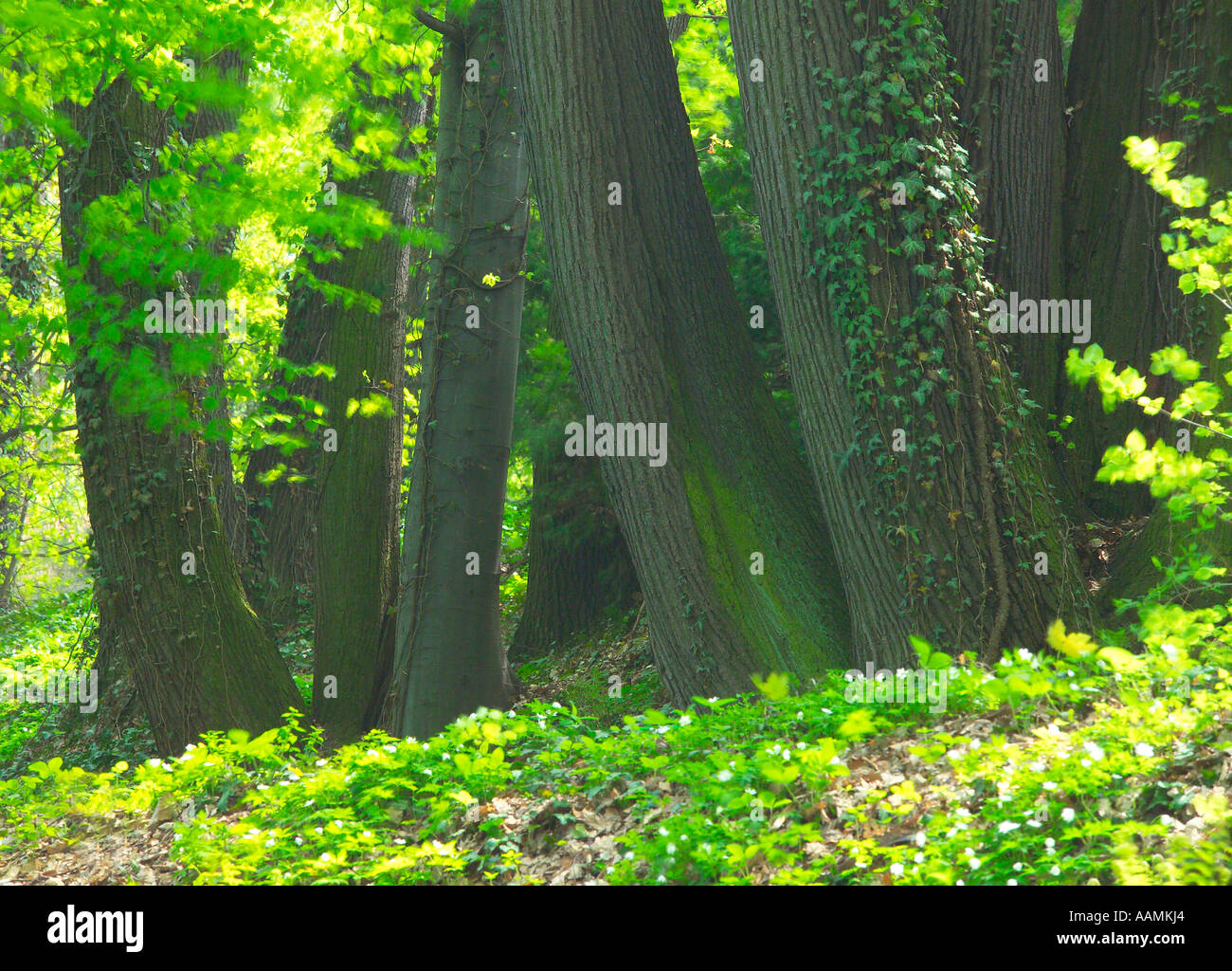 Tilia trees hi-res stock photography and images - Alamy