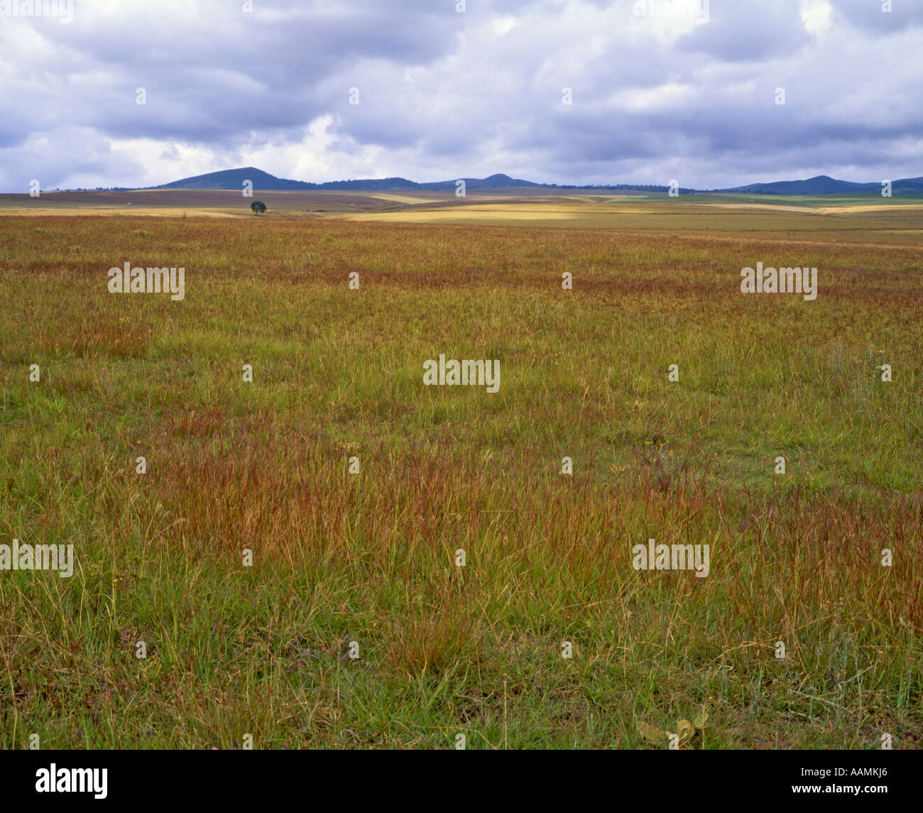 Farming, Central Highlands, Kenya Stock Photo - Alamy