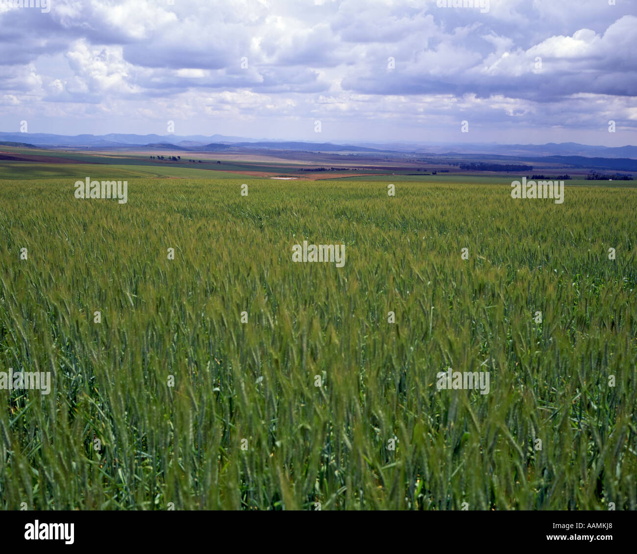 Farming, Central Highlands, Kenya Stock Photo - Alamy