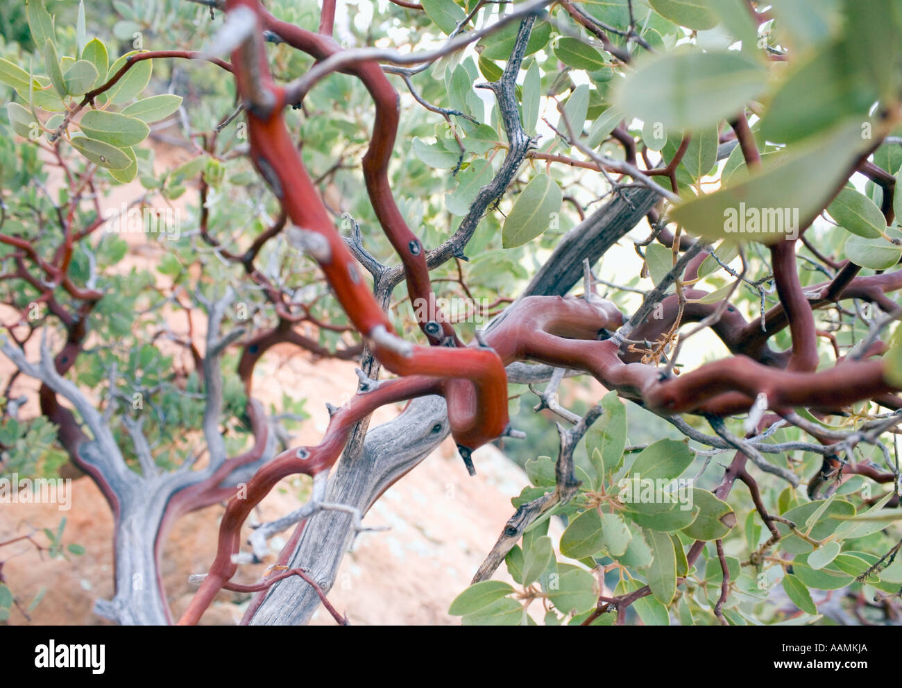 Point Leaf Manzanita plant Arizona USA Stock Photo - Alamy