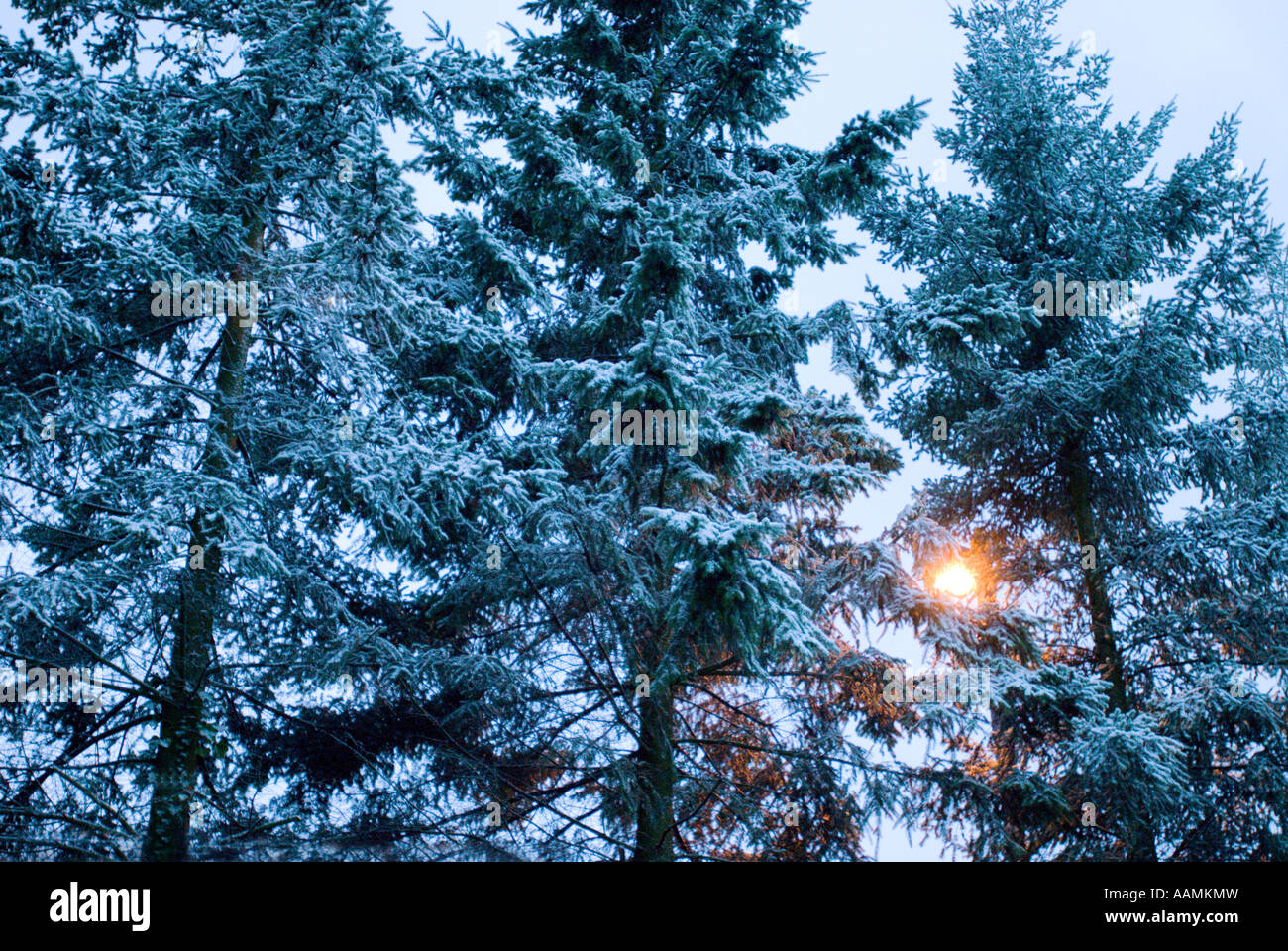 fur trees with light shinning through Stock Photo - Alamy