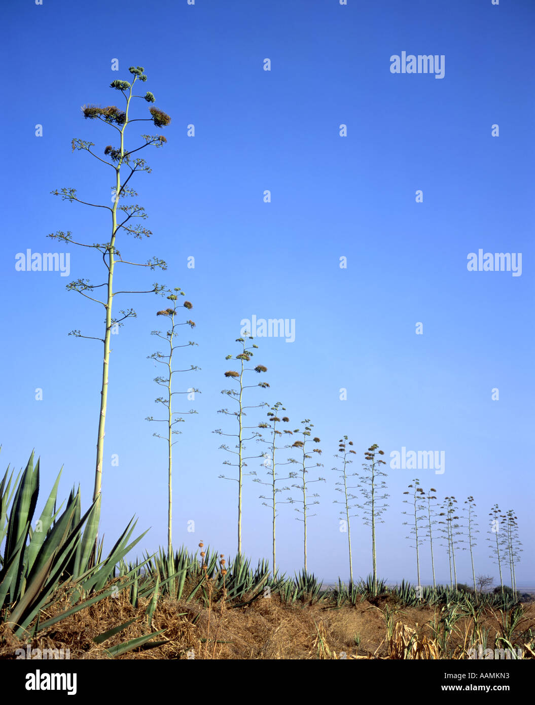 Sisal tanzania africa african east hi-res stock photography and images ...