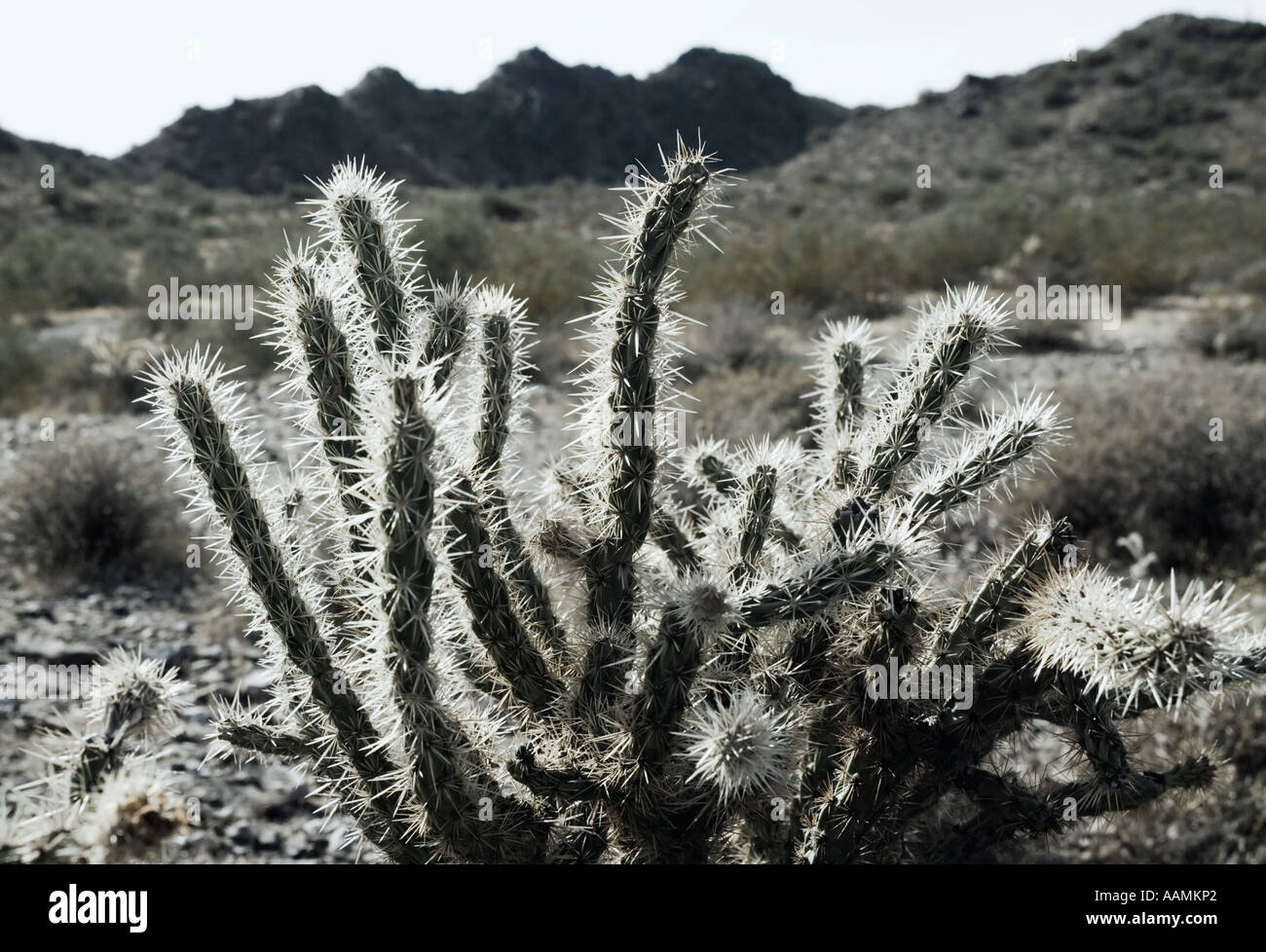 Cholla cactus and mountains Sanoran desert Arizona USA Stock Photo - Alamy