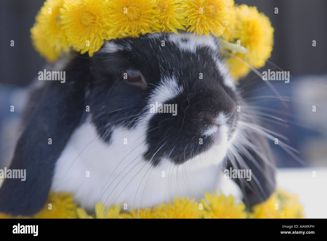 Rabbit with garland of flowers Stock Photo - Alamy