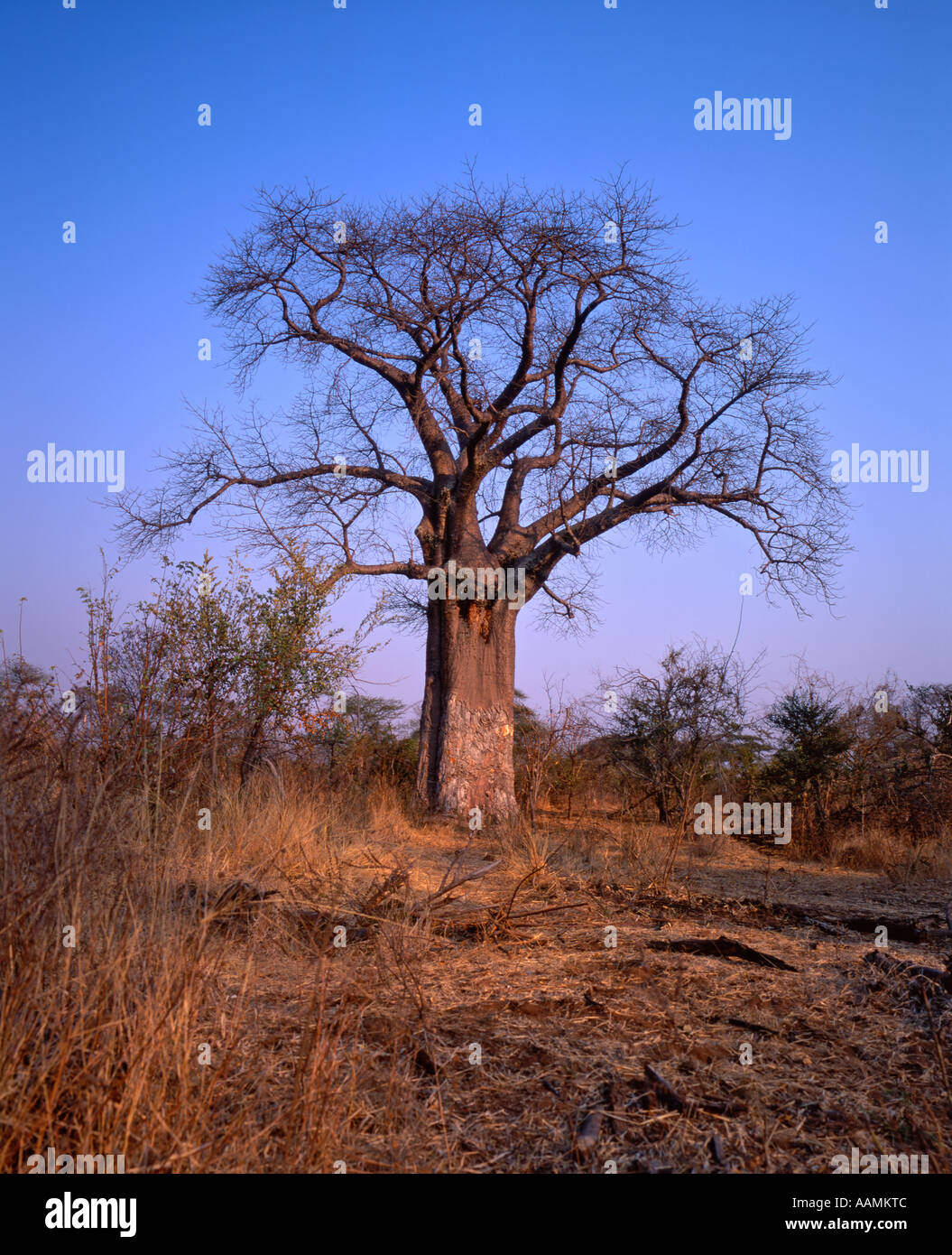 Baobab tree, near Victoria Falls, Zimbabwe Stock Photo - Alamy