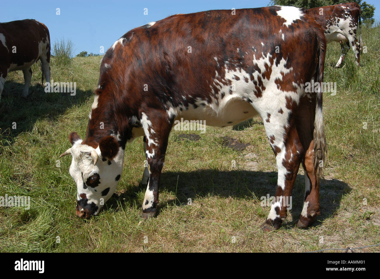 Normande cattle grazing Manche Normandy France Stock Photo - Alamy