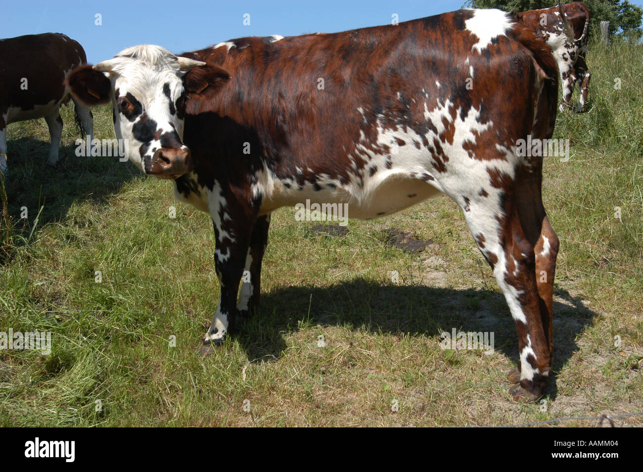 Normande cattle hi-res stock photography and images - Alamy