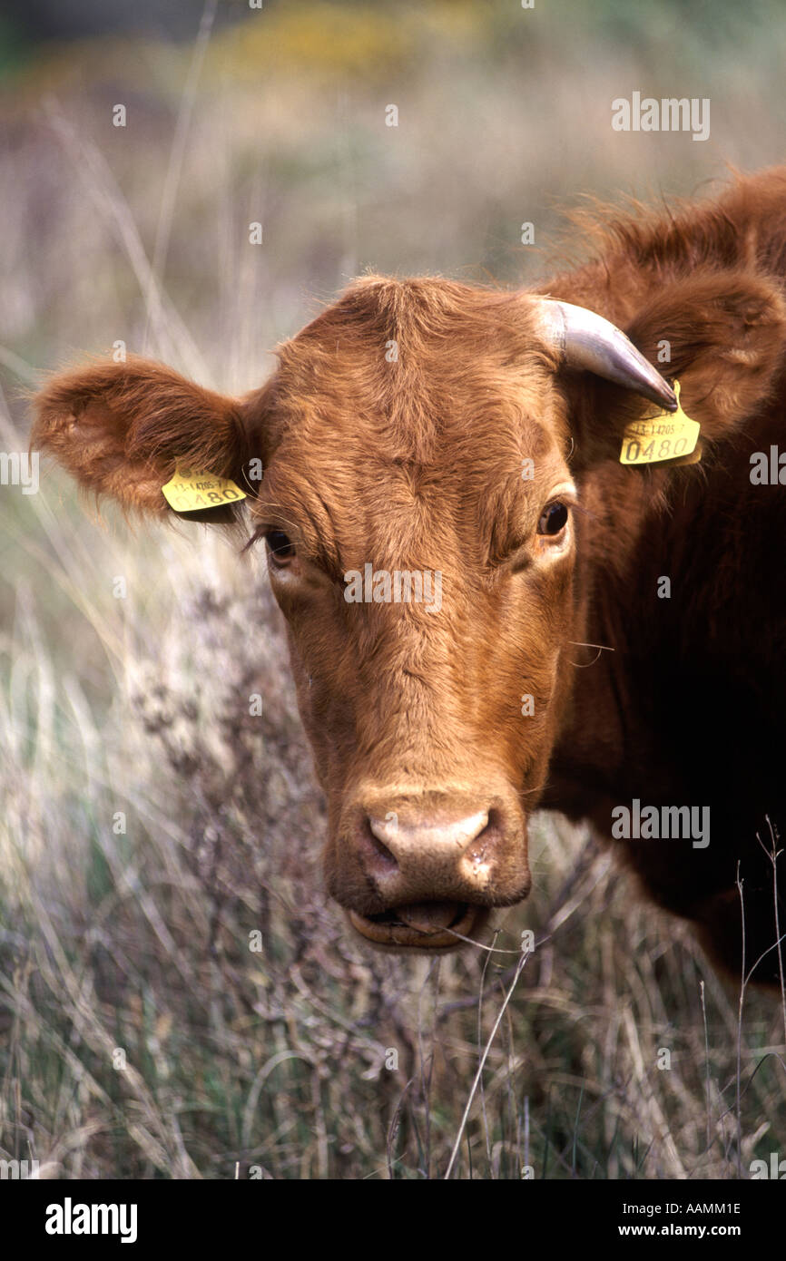 A one-horned cow in Ireland Stock Photo - Alamy