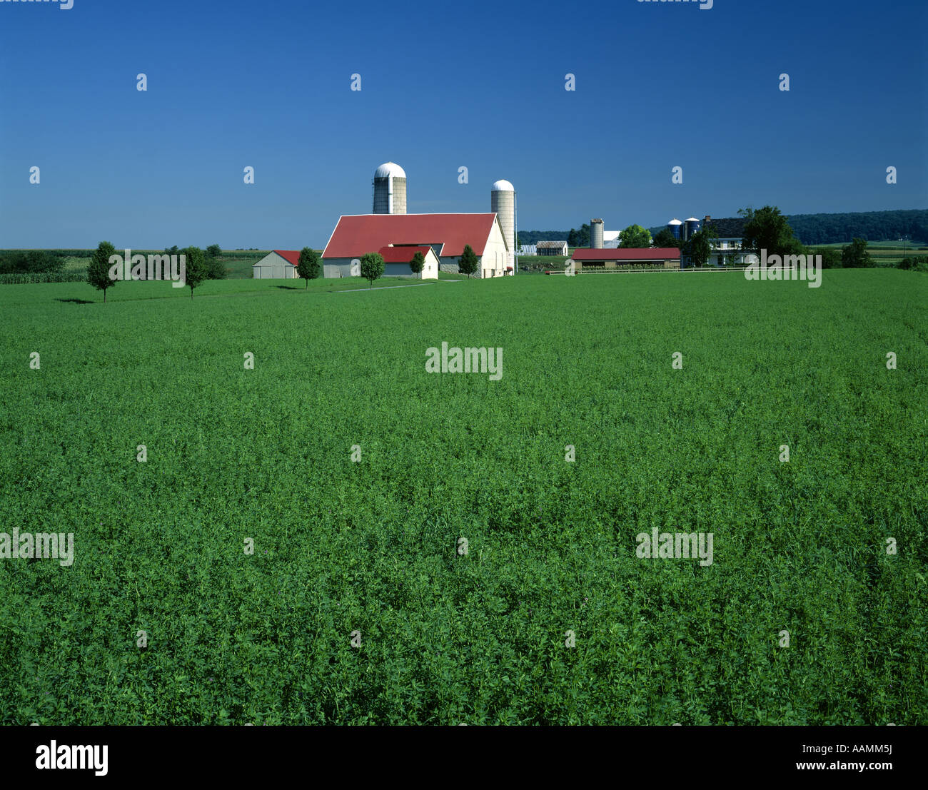 ALFALFA GROWING ON DAIRY FARM PENNSYLVANIA Stock Photo - Alamy