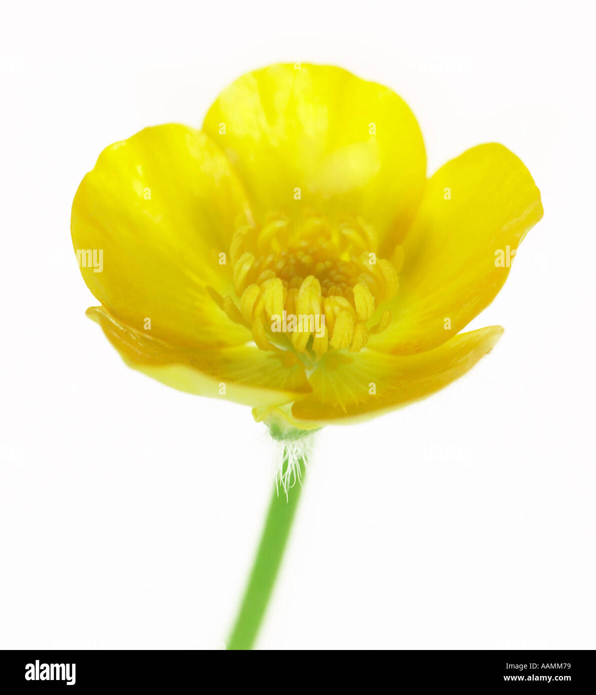 Buttercup flower Ranunculus repens Stock Photo - Alamy