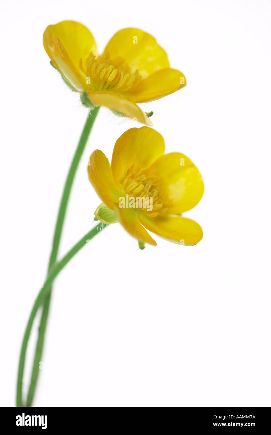 Buttercup flowers Ranunculus repens Stock Photo - Alamy