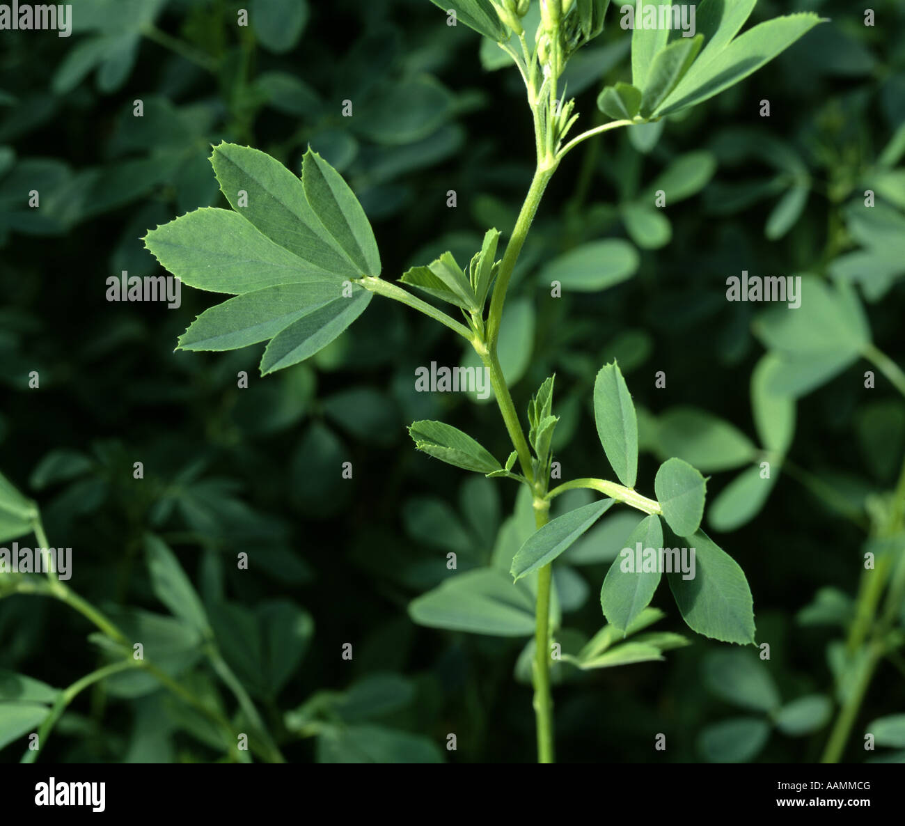 MULTI LEAF ALFALFA PIONEER FARM QUARRYVILLE PA Stock Photo - Alamy