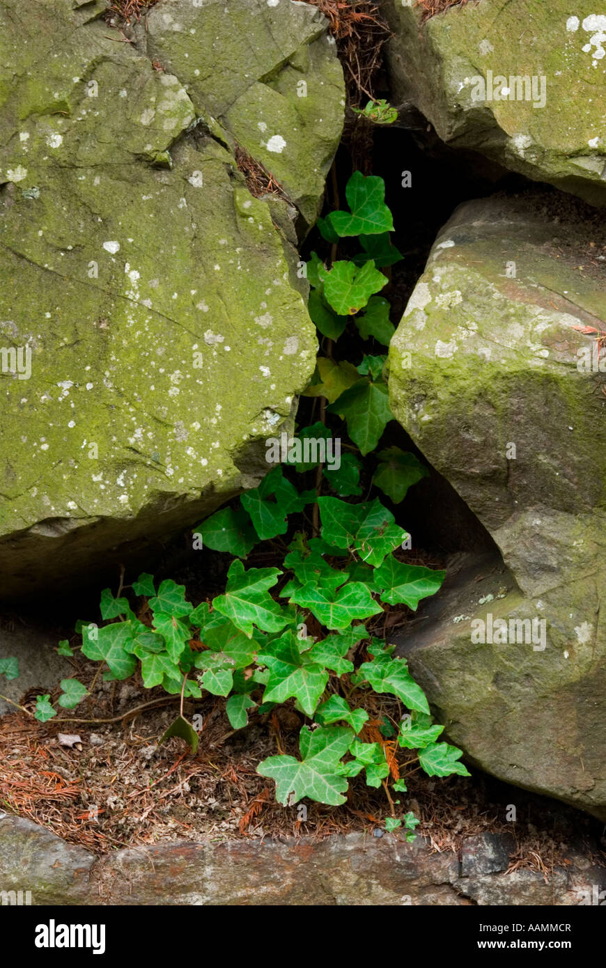 Ivy growing out from between rocks Stock Photo - Alamy