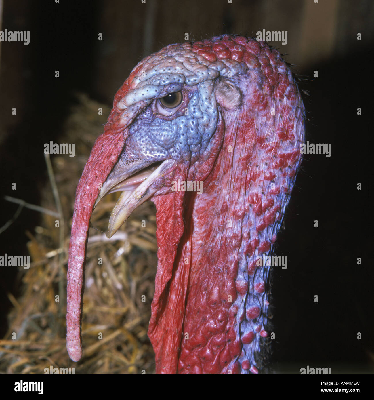 PORTRAIT HEAD SHOT MALE TOM TURKEY Stock Photo - Alamy
