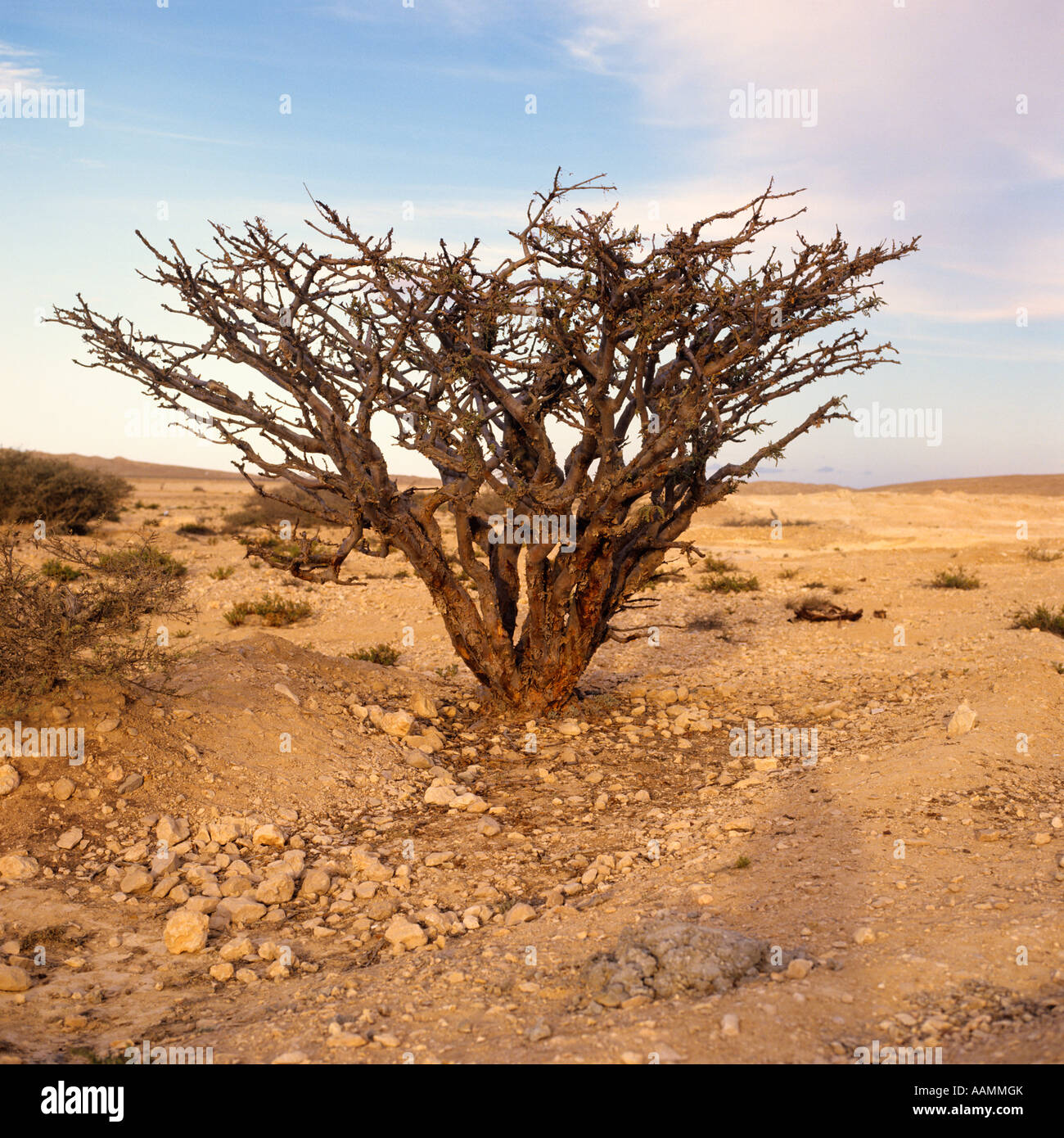 FRANKINCENSE TREE DHOFAR REGION OMAN ARABIA Stock Photo - Alamy
