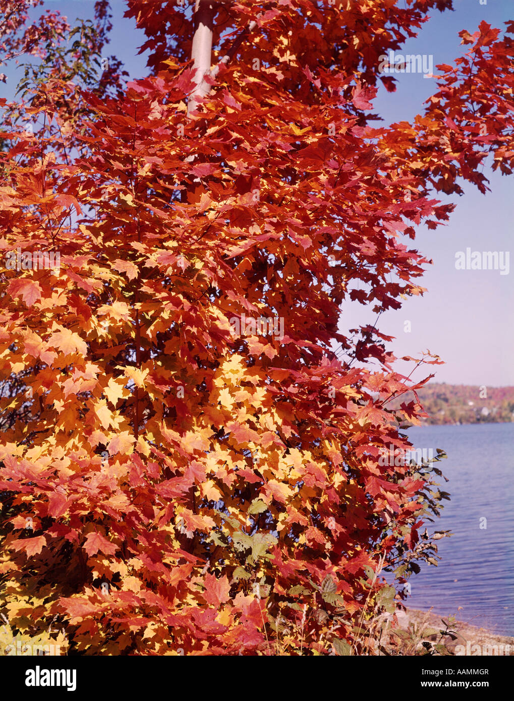 Tree trees plant leaves hi-res stock photography and images - Alamy