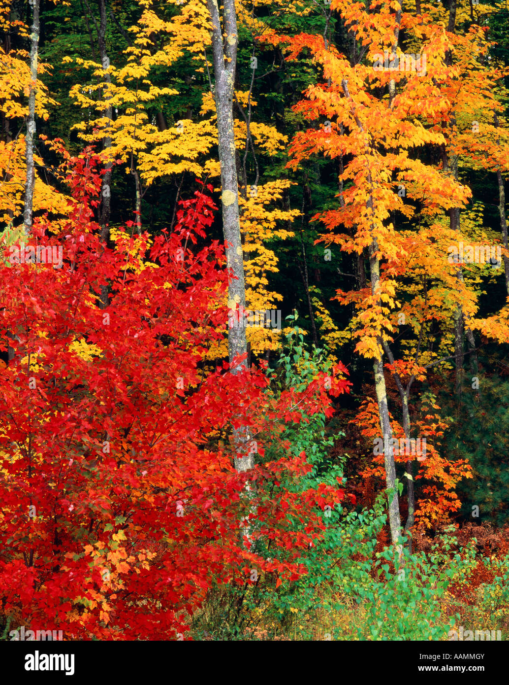 COLORFUL AUTUMN TREES NORTH CONWAY NEW HAMPSHIRE Stock Photo - Alamy
