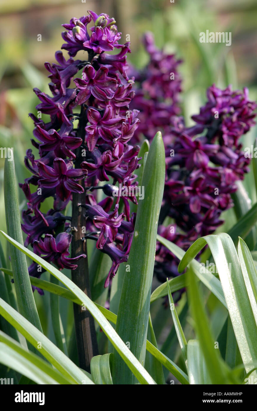 Hyacinth in flower Worcestershire Stock Photo - Alamy