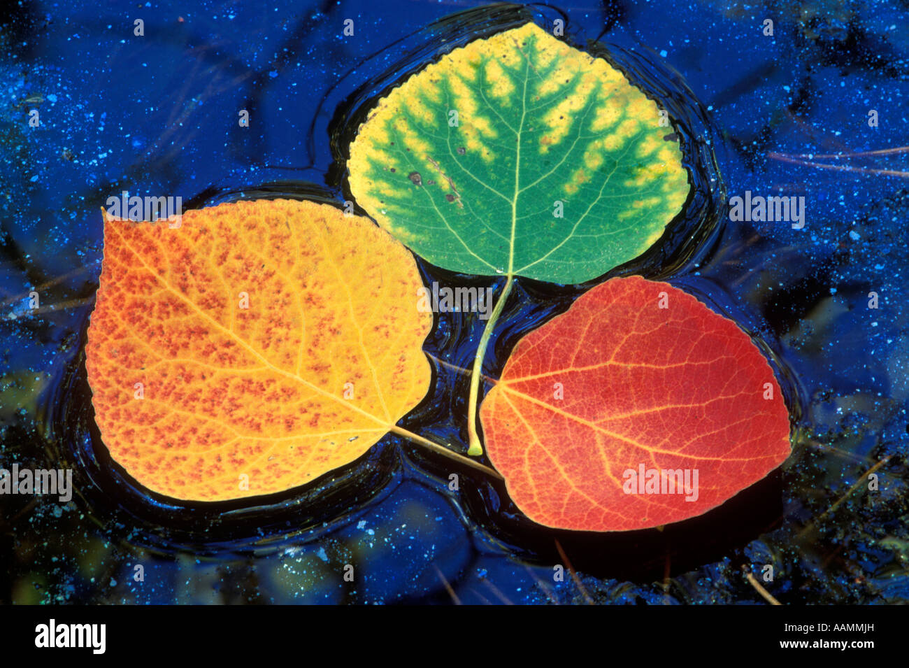 ASPEN LEAVES IN FALL COLOR ON RUSH CREEK JUNE LAKE CALIFORNIA Stock ...