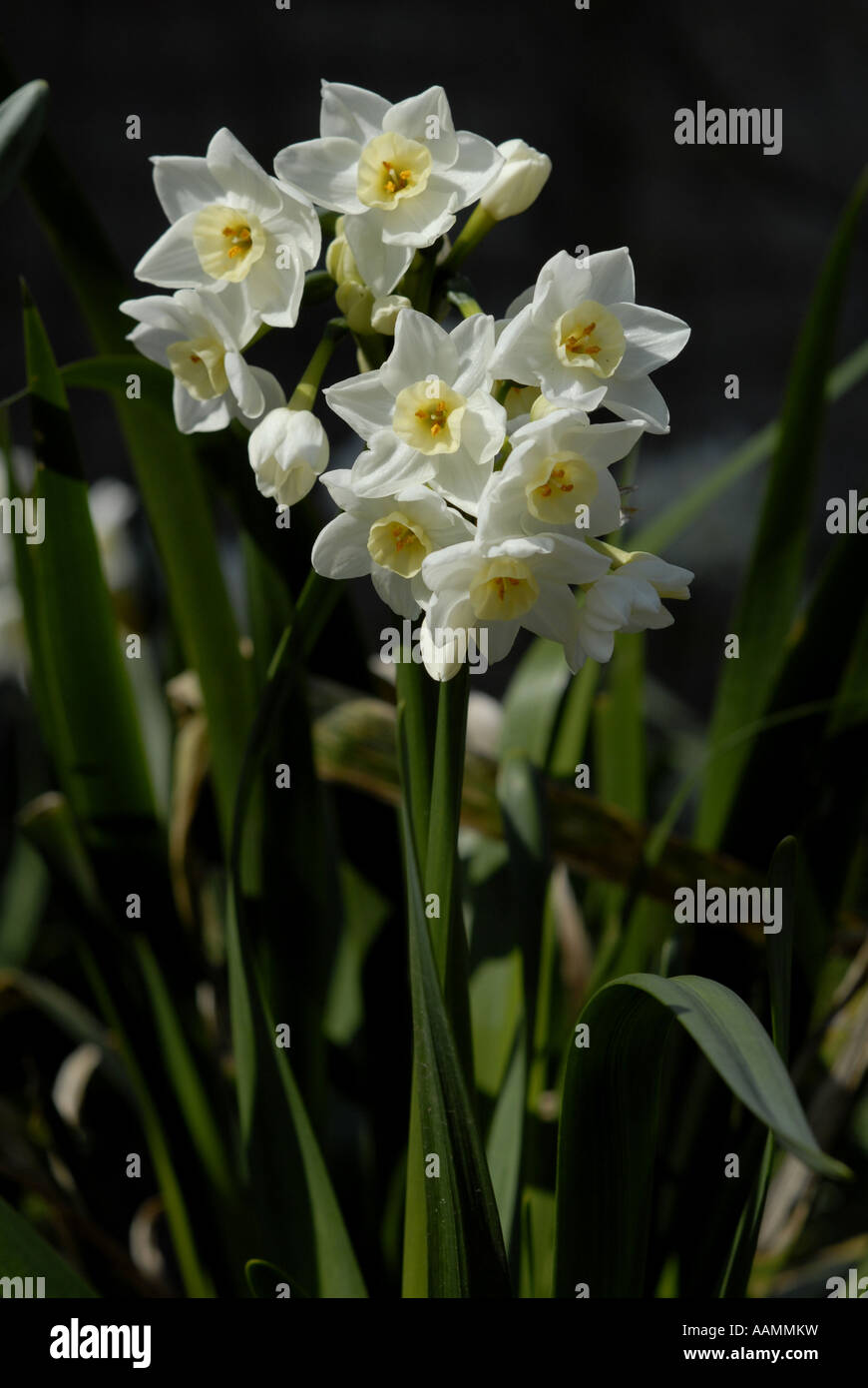 Daffodils in flower in a cottage garden Stock Photo - Alamy