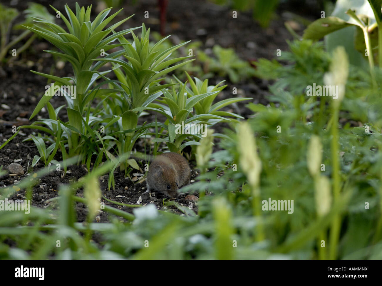 A field mouse eats seeds dropped from a bird feeder above Stock Photo ...