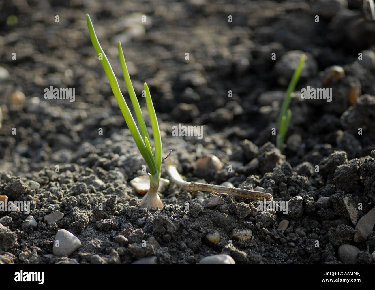 Onion set starts to shoot in early Spring Stock Photo - Alamy