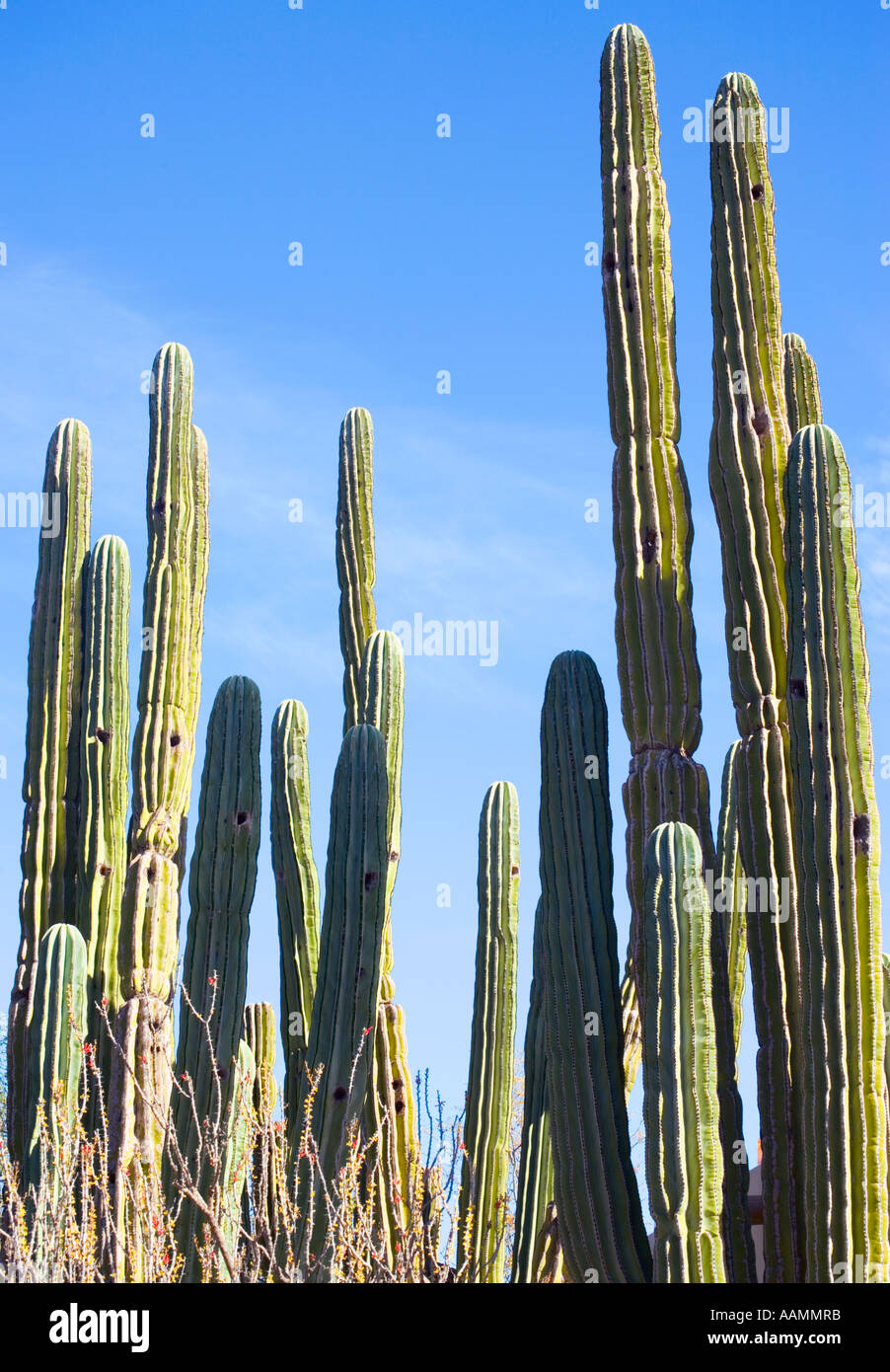 Cactus symbolism hi-res stock photography and images - Alamy
